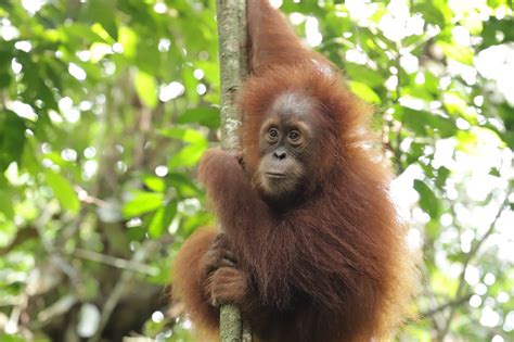 Sudin The Orangutan Project