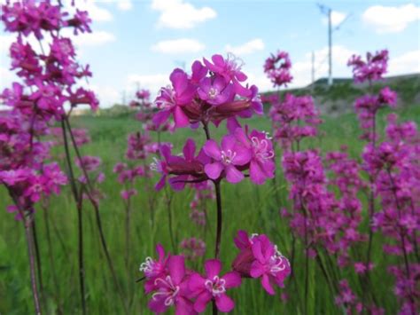 Смолка обыкновенная (Steris viscaria (L.) Rafin.) - лекарственное ...