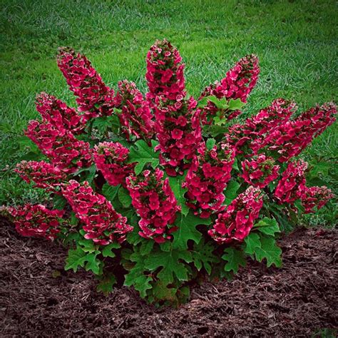 Ruby Slippers Hydrangea Oakleaf Hydrangea Oakleaf Hydrangea