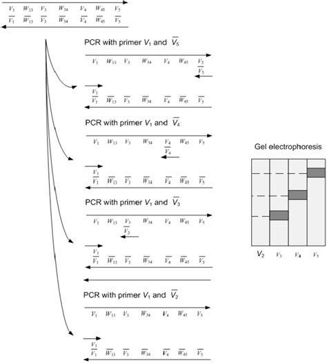 Examples Showing The Results Of The Graduated Pcr Download Scientific Diagram