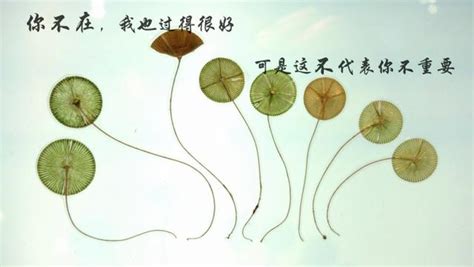 猜猜我有多愛你 每日頭條