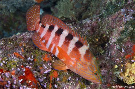 Cephalopholis Sexmaculata Sixband Rockcod Reef Life Survey