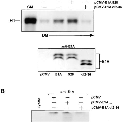 Inactive Cyclin E Cdk2 P21 Complexes Are Present In Differentiated C2 Download Scientific