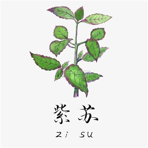 手绘彩色中药紫苏叶装饰画素材图片免费下载 千库网