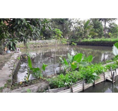 Jual Tanah Dan Kolam Ikan Luas M Di Tengah Kota Di Tasikmalaya Jawa Barat Tribun JualBeli