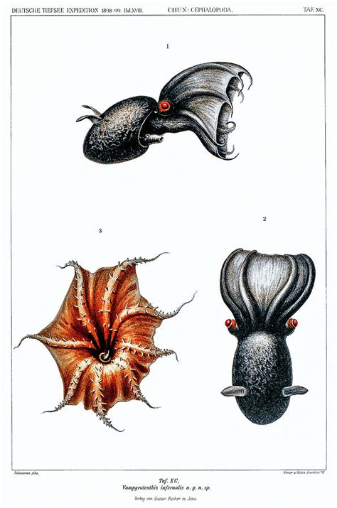 Flapjack Octopus And Vampire Squid Poster Digital Art By Celestial