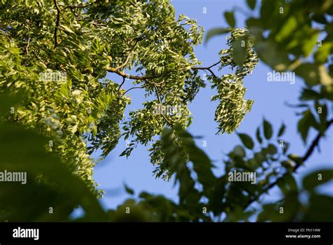 Green Leaves Blowing In Wind