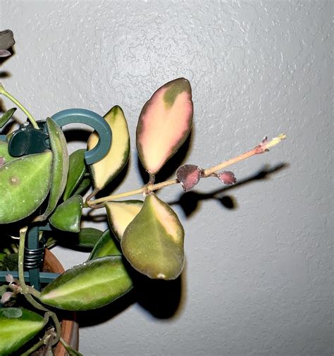 Variegated burtoniae : r/hoyas