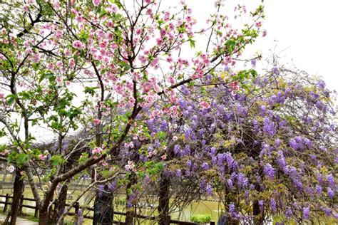 【桃園龜山】大湖紀念公園 紫藤、流蘇、櫻花爭相競放 趴趴走的竹子 Udn部落格