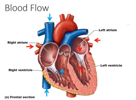 Biomed Unit 4 Review Flashcards Quizlet