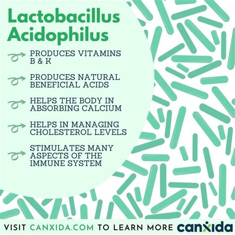 Acidophilus Benefits Artofit