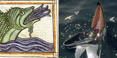 Mystery Of Ancient Whale Behaviour Discovered Mirage News