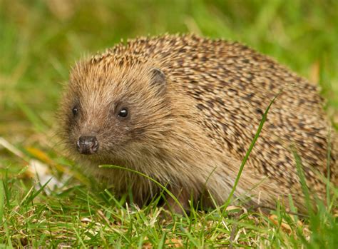 Hedgehogs Goodenbergh Leisure