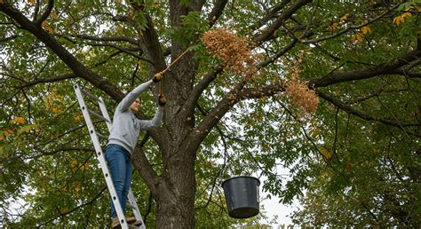How To Collect And Grow Ash Tree Seeds Simple Guide