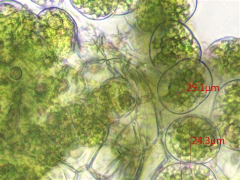 Riccardia Palmata British Bryological Society