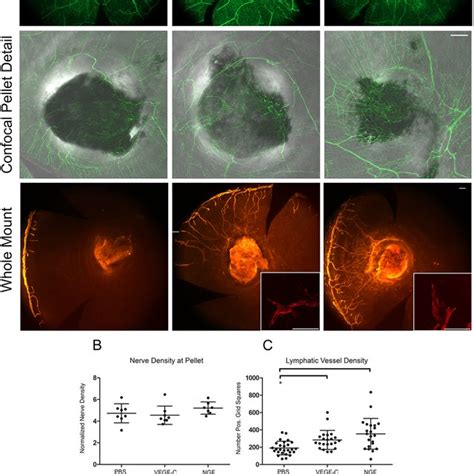 Ngf Mrna And Protein Expression During Inflammation And Wound
