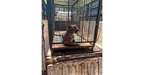 Karnataka Year Old Leopard That Had Fallen Inside A Well Rescued