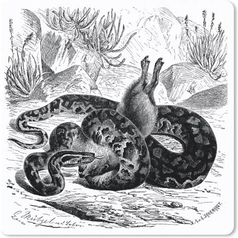 Vintage Tekening Van Een Python In Het Zwart Wit