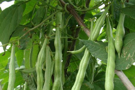 芸豆与大豆区别