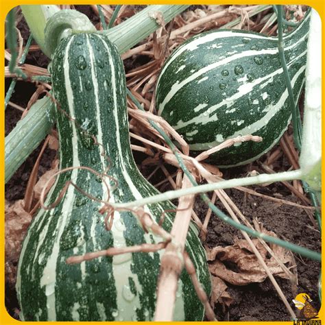 Calabazas Información y compra de semillas tradicionales