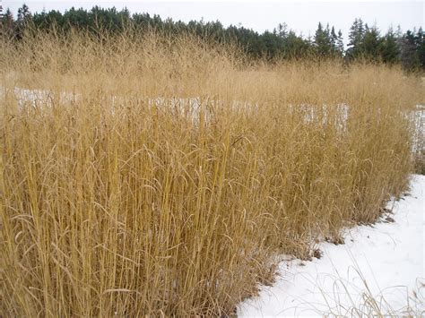 Lovegrass Farm Panicum Virgatum Ornamental Grass At Lovegrass Farm
