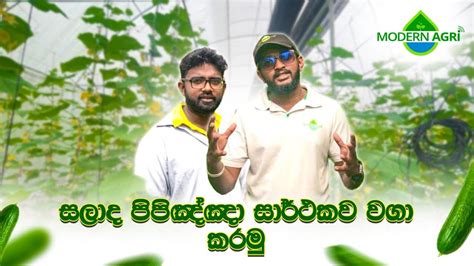 මොඩර්න් ඇග්‍රි සමඟ සාර්ථකව සලාද පිපිඤ්ඤා වගා කරමු Youtube