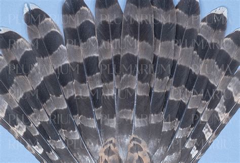 Azor ComÚn • Plumarium