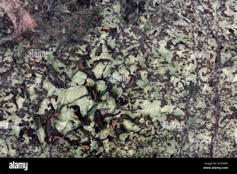 Texture Of Green Syenite Stone Or Egyptian Granite Closeup Background