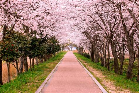 フリー写真 桜の花が咲く並木道の風景でアハ体験 Gahag 著作権フリー写真・イラスト素材集 Gahag 著作権フリー写真