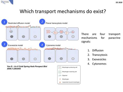 Intracellular Signal Trafficking Endocytosis Flashcards Quizlet