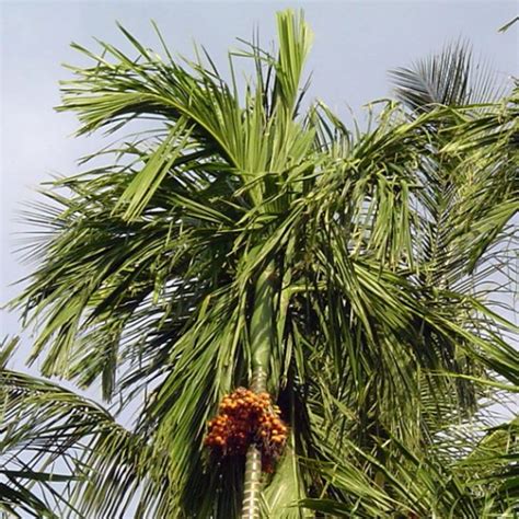 Areca Palm Areca Catechu Plant Care And How To Grow Water