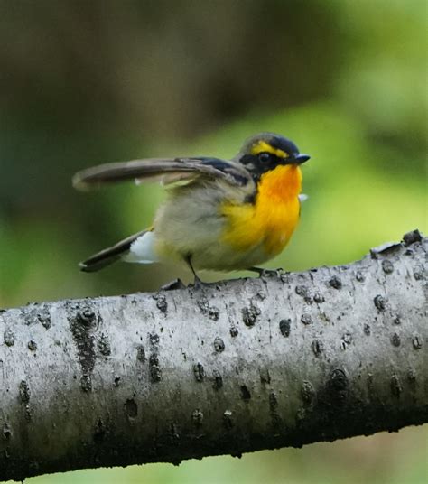 キビタキ 2024 04 26 日本の野鳥識別図鑑