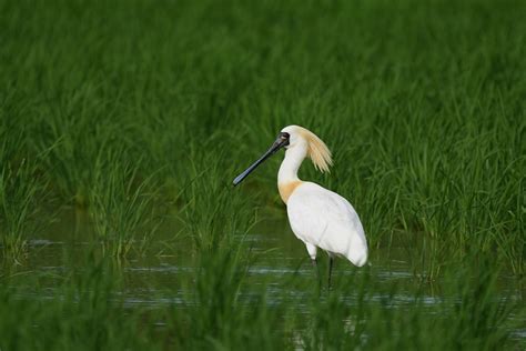 クロツラヘラサギの夏羽など 野鳥観察Churabird
