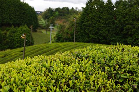 From Garden To Kitchen By Mitsuyo Kitamura 中央の黄色いところが種になる。咲き始めは、小さいが