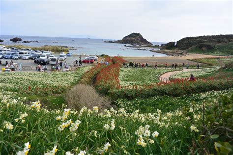 爪木崎の水仙アロエ下田市 しずおかはなさんぽ