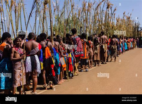 Reed Dance Swaziland Fotos Und Bildmaterial In Hoher Auflösung Alamy