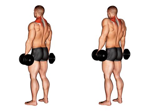 Shrugs Exercise Muscles Used