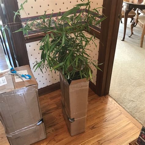 Fargesia Scabrida Bamboo Live Plant 1 Gallon Pot Size Non