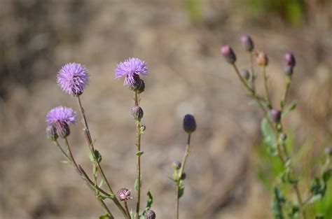 Wildflowers