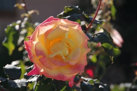 写真 【12月のガーデニング】草花＆バラのお手入れポイントは？初冬に咲く花々も紹介！ Limo くらしとお金の経済メディア