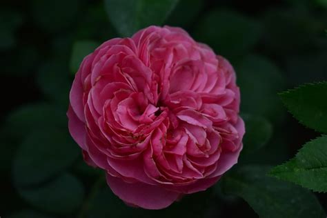 Rose De Jardin Fleur Plantes Photo Gratuite Sur Pixabay Pixabay