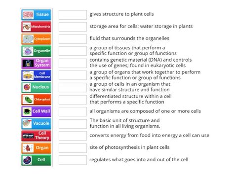 TMS Cell Structure And Function Padankan