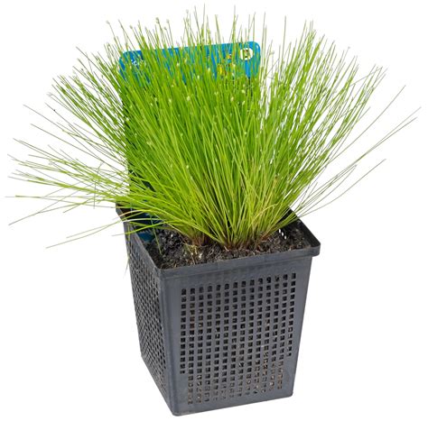 Scirpus Cernuus Tuincenter Vincent