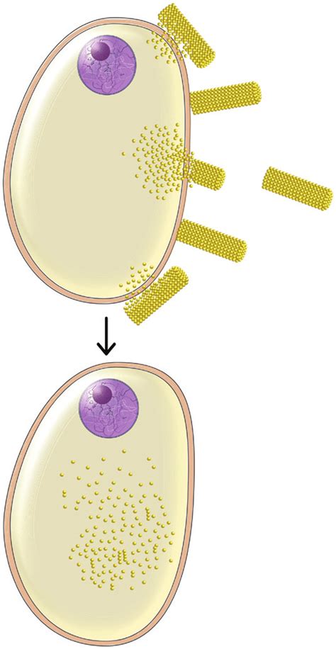 Graphical Abstract A Schematic Drawing Illustrating The Entry Of