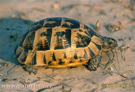 Biologie Flashcards Quizlet