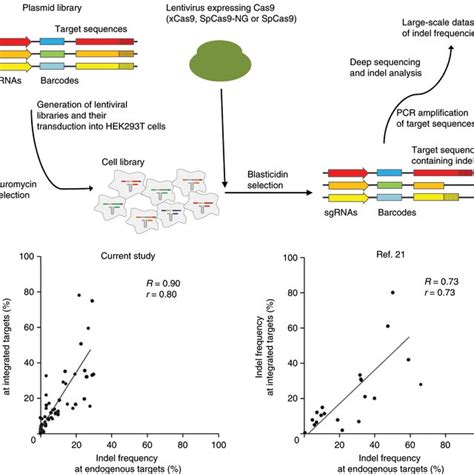 Pam Sequence Determination For Xcas9 Spcas9 Ng And Spcas9 Using A Download Scientific Diagram