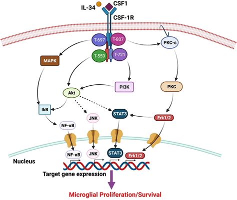 Proposed Schematic Depicting The Csf 1r Mediated Signaling In