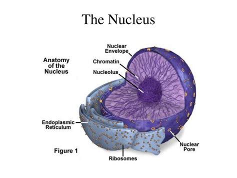 Bioa Explain The Characteristics Common To All Organisms Ppt Download