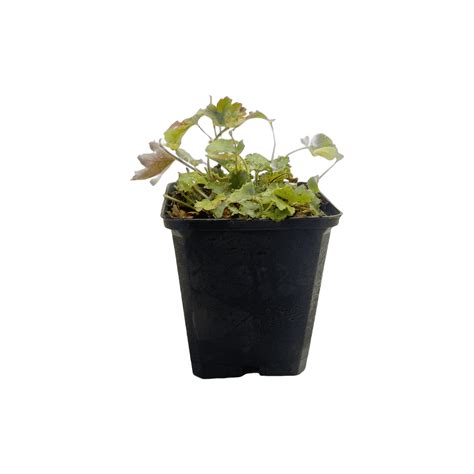 Heuchera Sanguinea Ruby Bells Sturton Plants