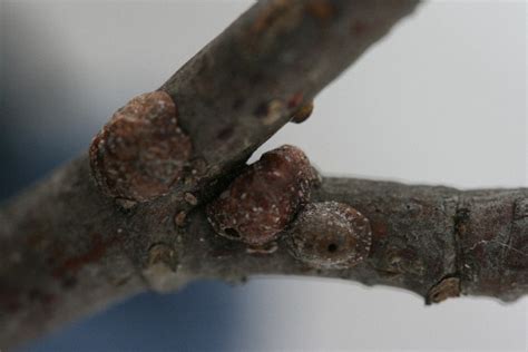 Citrus Enthusiast Common Citrus Diseases Pests